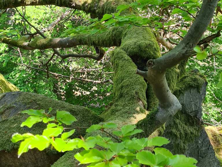 Dachsbau wandelroutes en hikes | Komoot