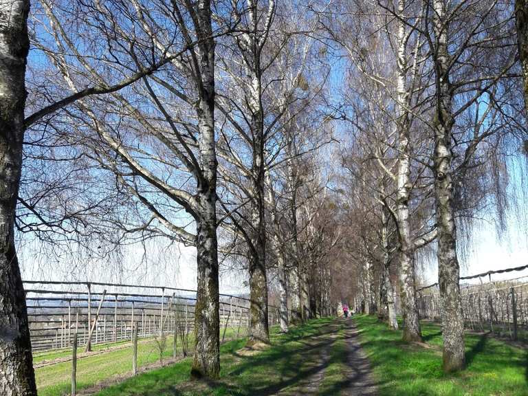 Tour de Hamma - Family & Kids: Von Ravensburg über Tettnang nach ...