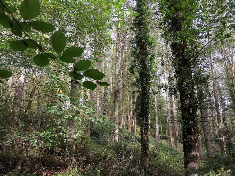 Castle Eden Dene National Nature Reserve Routes for Walking and Hiking ...