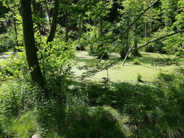 Sumpflandschaft wandelroutes en hikes | Komoot