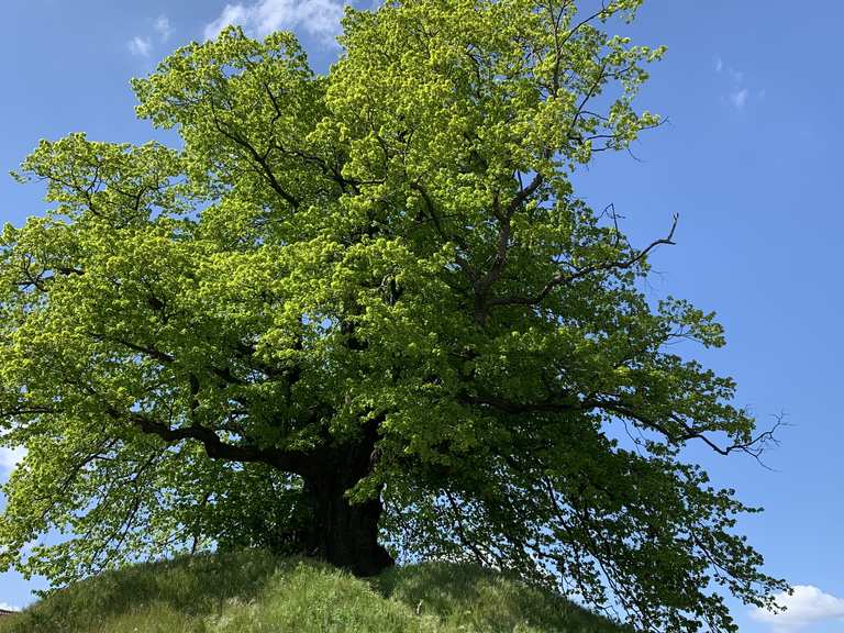 Der Tumulus von Evessen: Rennradfahren und Rennradtouren | komoot