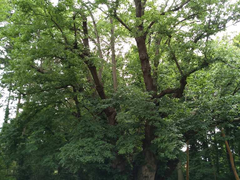 1.000-jährige Linde : percorsi ciclabili | Komoot