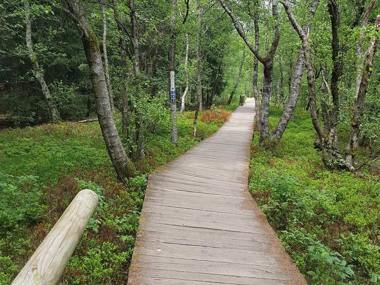 Moorlehrpfad durch das Rote Moor: Wanderungen und Rundwege | komoot