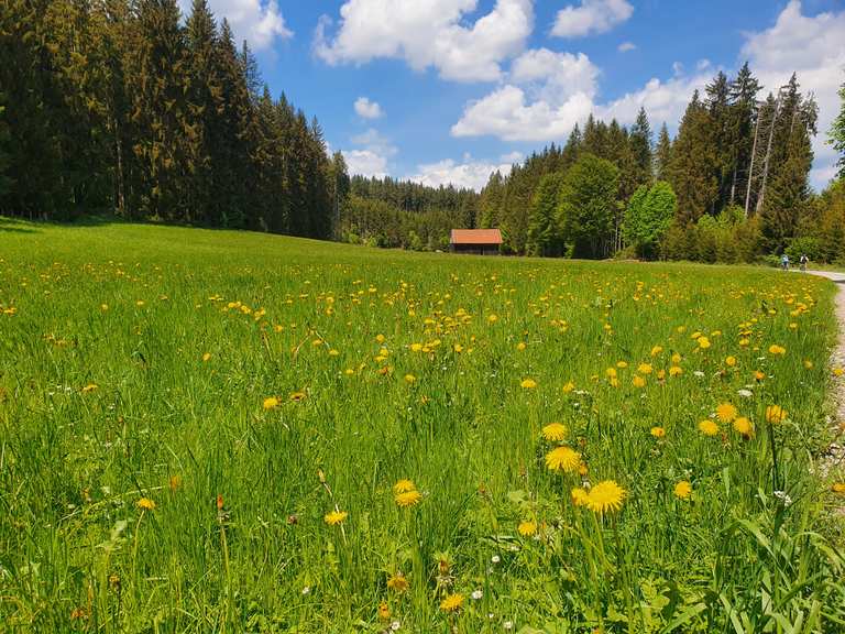 Wunderschöne Wiese mitten im Wald : Radtouren und Radwege | komoot