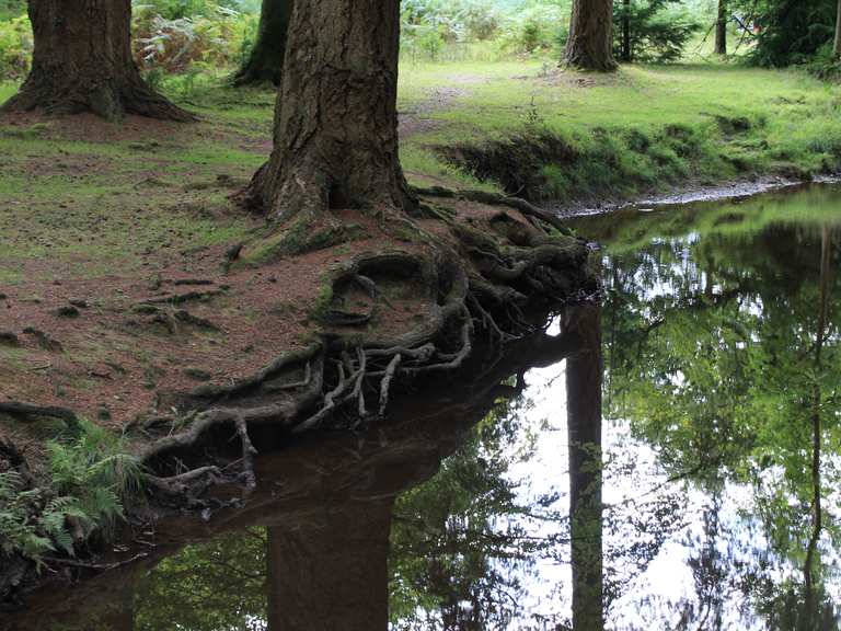 Blackwater Arboretum & Fletchers Water-Schleife - New Forest National ...