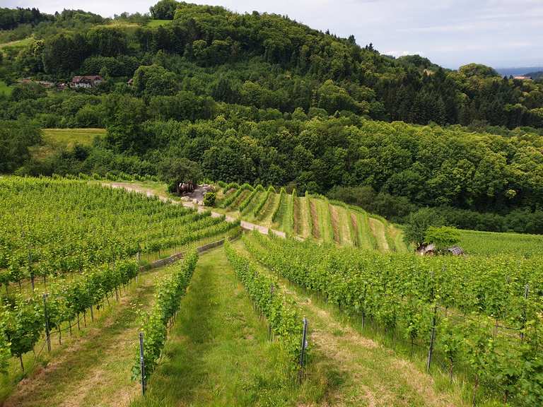 Blick zum Rheingraben: Wanderungen und Rundwege | komoot
