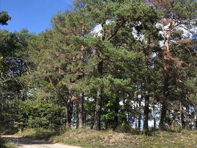 Alter Kiefernwald Wanderungen Und Rundwege Komoot