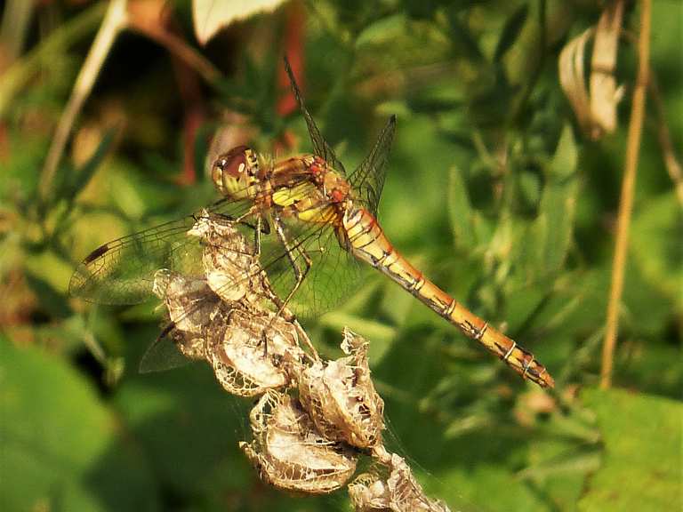 Meeth Quarry nature reserve : Radtouren und Radwege | komoot
