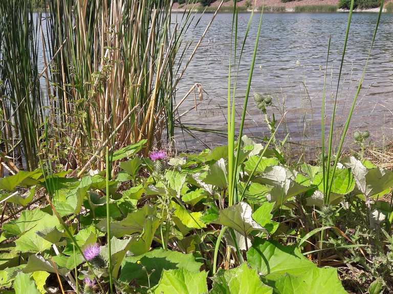 Froser See : Radtouren und Radwege | komoot