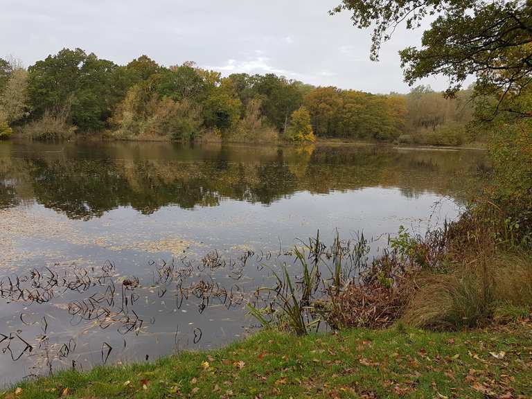 Old Hall Pond Routes for Walking and Hiking | Komoot