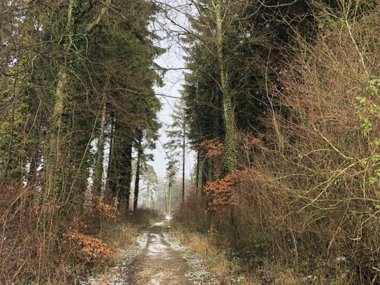 Whiteways Cafe and MTB Trails: Mountainbike-Touren und -Trails | komoot