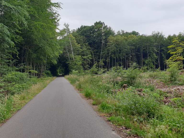 Asphaltierter Weg durch den Wald Cycle Routes and Map | Komoot