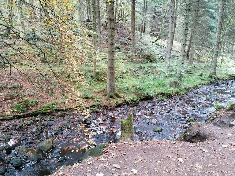 Keltyhill Glen Trail Stream, Blairadam Forest Routes for Walking and ...