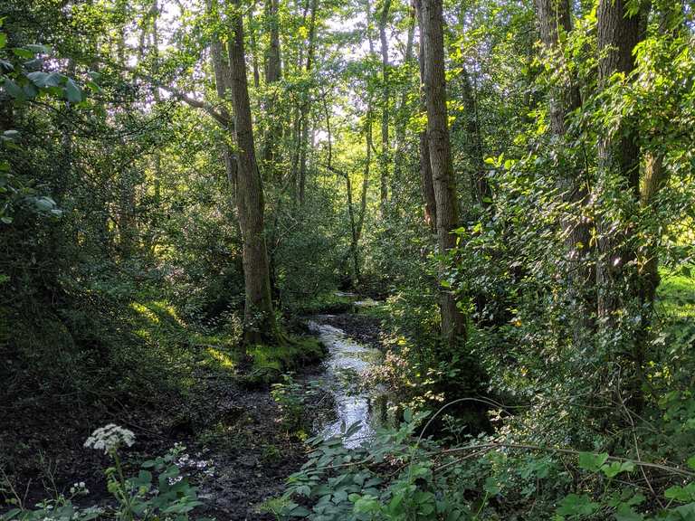 Tillingbourne Waterfall (periodically): Wanderungen und Rundwege | komoot