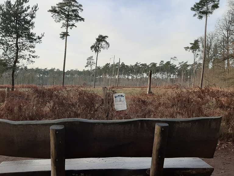 Bankje met zicht op herstelgebied droge heide wandelroutes en hikes ...
