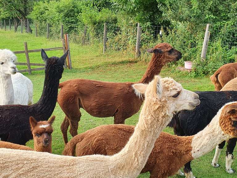 Alpaka-Weide: Wanderungen und Rundwege | komoot
