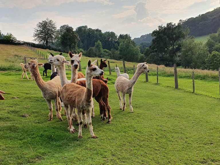 Alpaka-Weide: Wanderungen und Rundwege | komoot