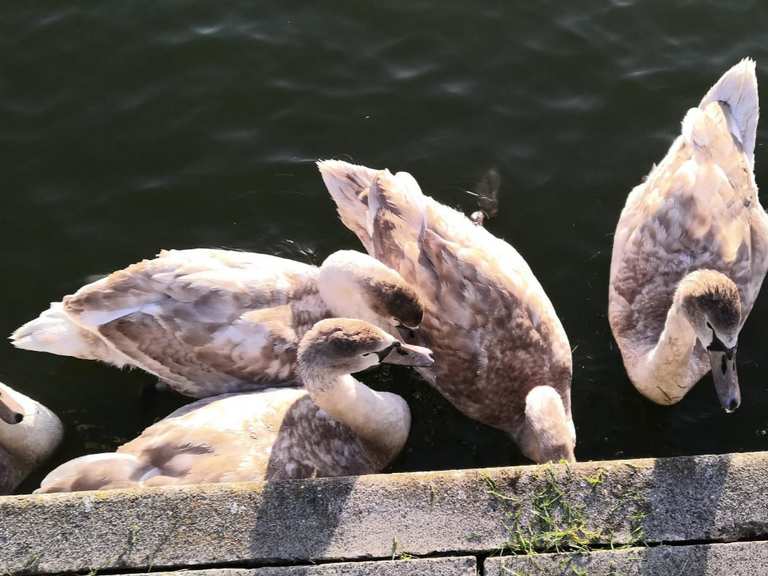 University College Dublin en Devlin Park Loop | wandeling | Komoot