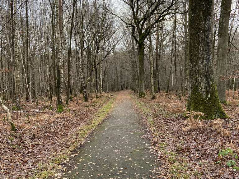 Piste cyclable en forêt Itinéraires vélo et carte | Komoot