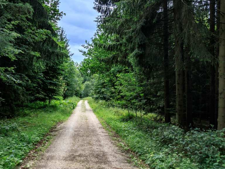 Beautiful forest path - Cycle Routes and Map | Komoot