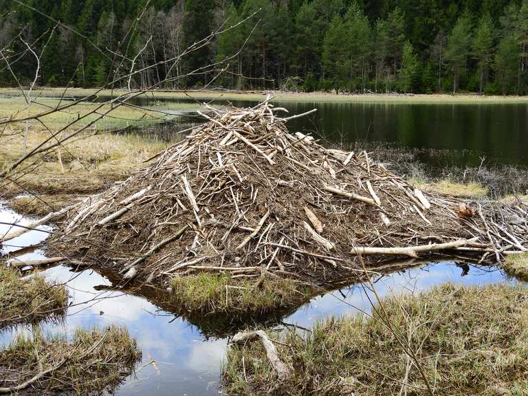 Beeindruckender Biberbau direkt am Ufer: Wanderungen und Rundwege | komoot