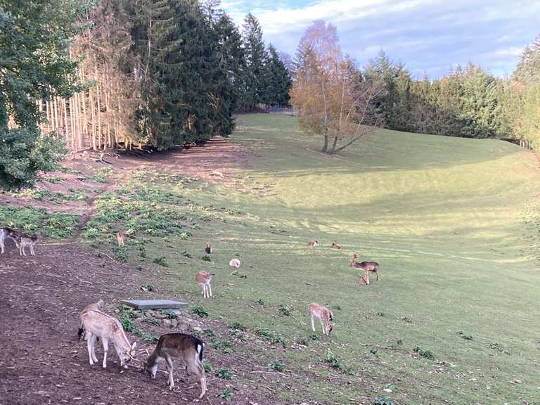 Parc animalier Wildfreigehege Hellenthal - Itinéraires de rando et ...
