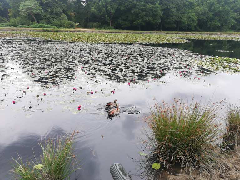 Cow Pond. Routes for Walking and Hiking | Komoot