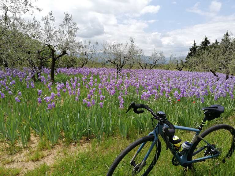 La coltivazione del giaggiolo : Radtouren und Radwege | komoot