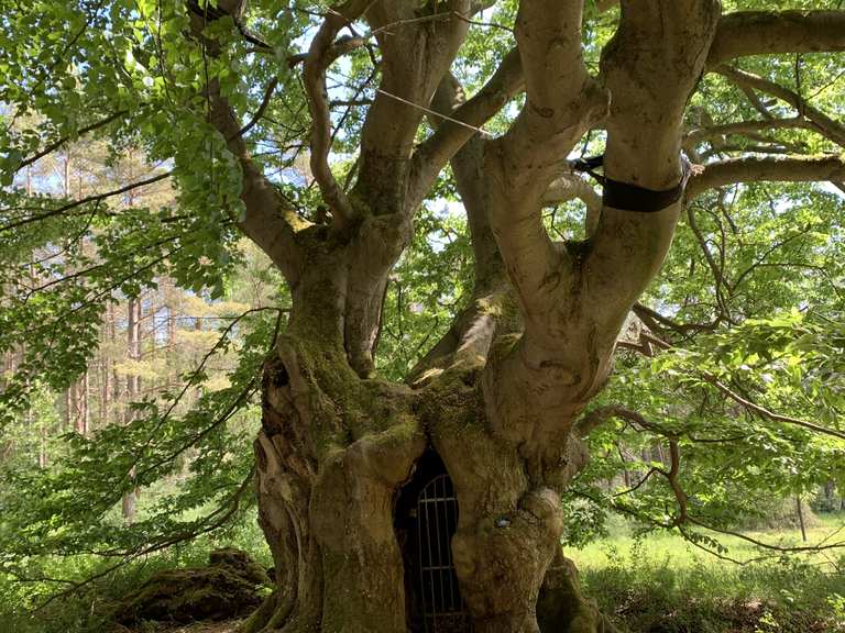 Faggio del pastore : percorsi escursionistici e trekking | Komoot