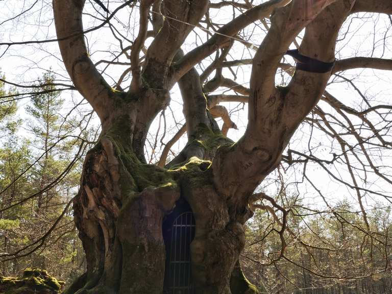 Faggio del pastore : percorsi escursionistici e trekking | Komoot