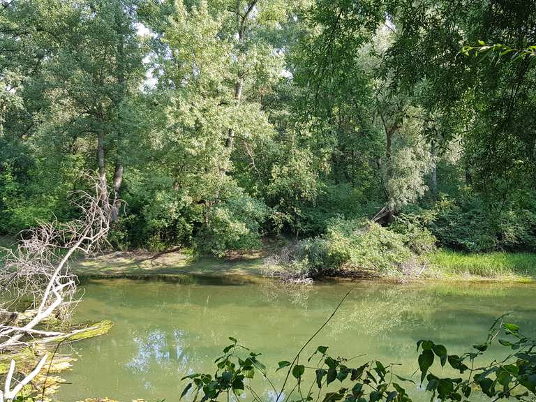 Altrheinweg bei Altrip Cycle Routes and Map | Komoot