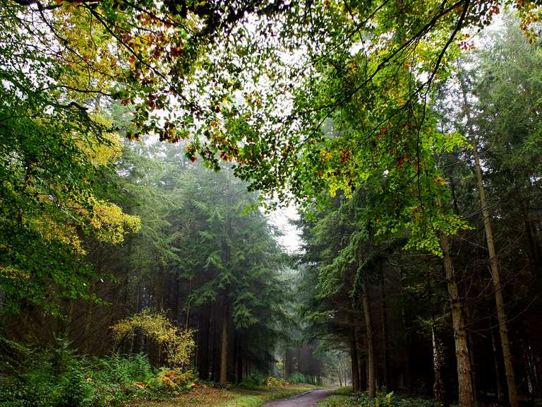 Wyre Forest - Cycle Routes and Map | Komoot