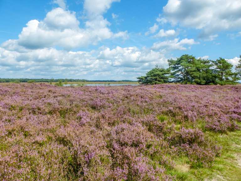 Tour dans le Parc National Dwingelderveld — Courses de sentiers pour ...