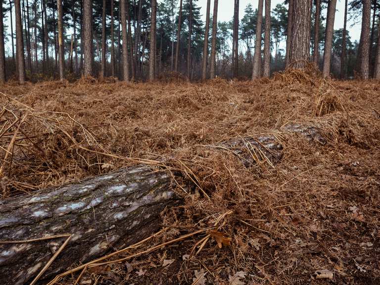 Bankje met zicht op herstelgebied droge heide wandelroutes en hikes ...