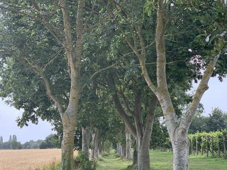 Windmill Trail Tree-Lined Path – Halnaker Windmill loop from Boxgrove ...