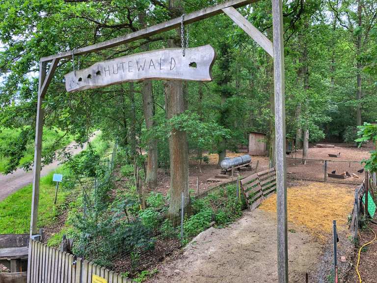 Hutewaldschweine bei Gunzendorf : Radtouren und Radwege | komoot