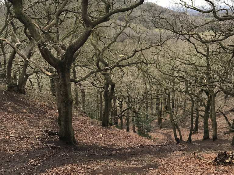Ercall Hill & Woods Routes for Walking and Hiking | Komoot
