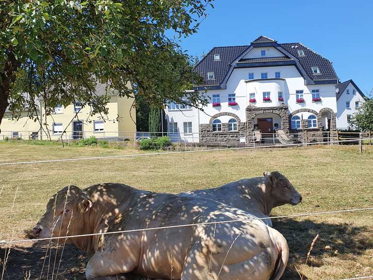 Eifel Stadtkyll – Wirft Rondje vanuit Stadtkyll | wandeling | Komoot
