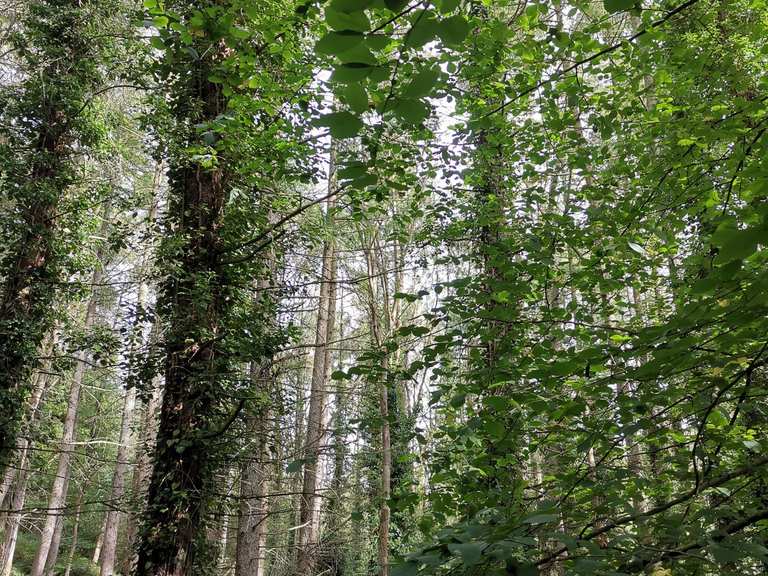 Castle Eden Dene Nature Reserve loop | hike | Komoot