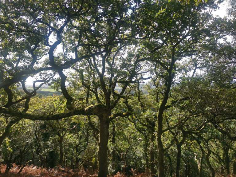 Dewerstone Rock Routes for Walking and Hiking | Komoot
