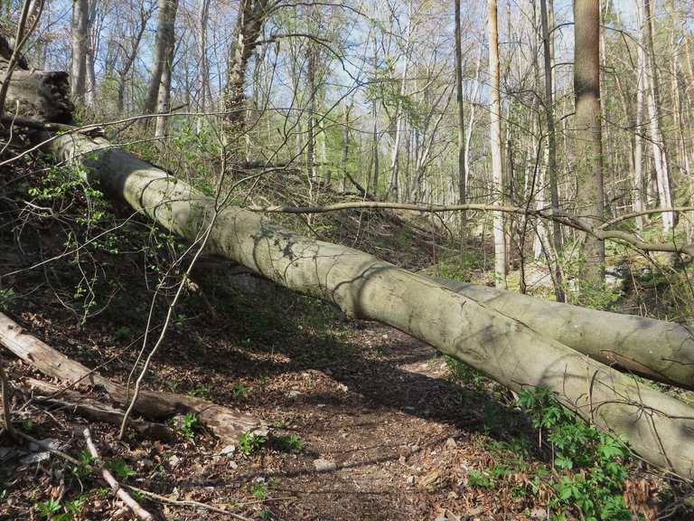 Percorso a ostacoli tra alberi caduti: percorsi escursionistici e ...