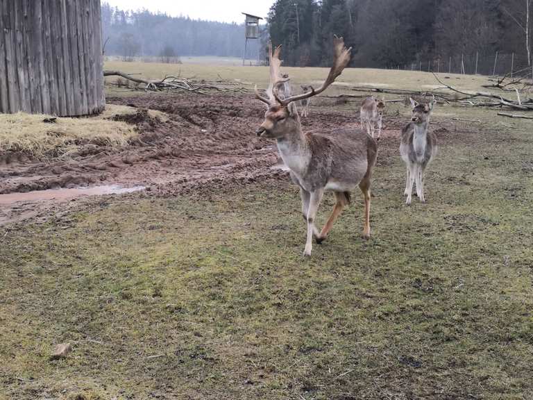 Wildlife Enclosure Near Lauterhofen – Hikes & How to Get There | Komoot