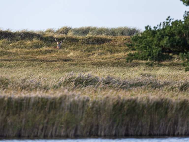 Boardwalks at Ottosee Routes for Walking and Hiking | Komoot