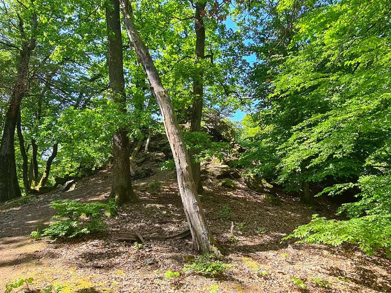 Dachsbau wandelroutes en hikes | Komoot