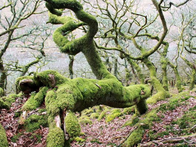 Piles Copse Routes for Walking and Hiking | Komoot