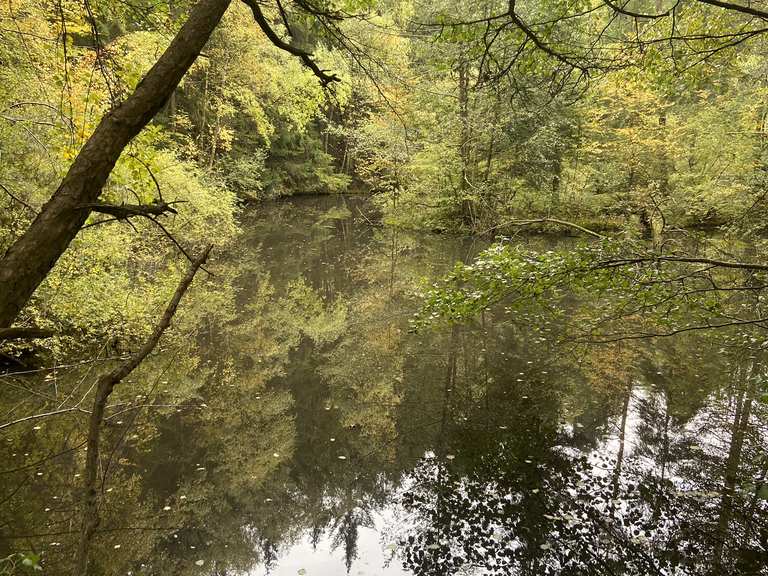 Waldsee Argenthal - kleiner Rundweg Routes for Walking and Hiking | Komoot
