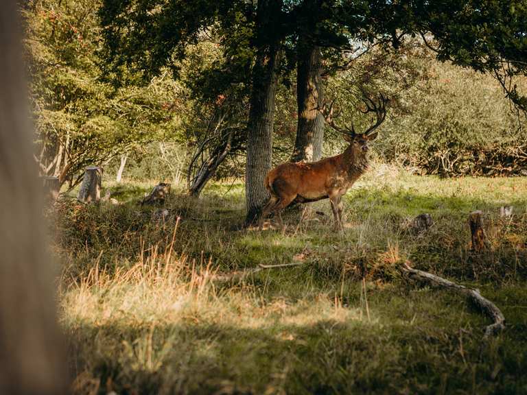 Knepp Castle Estate Routes for Walking and Hiking | Komoot