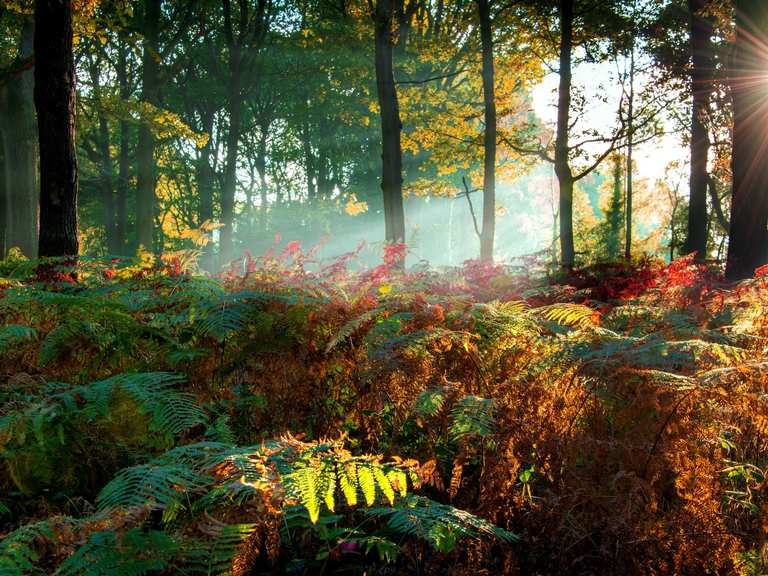 Wyre Forest - Cycle Routes and Map | Komoot