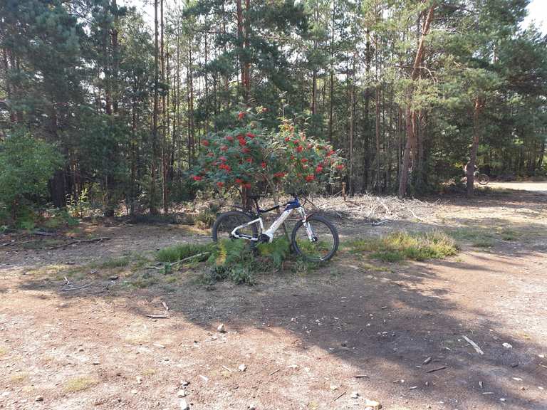 Swinley Forest red loop - Mountain Bike Trails & Tracks | Komoot