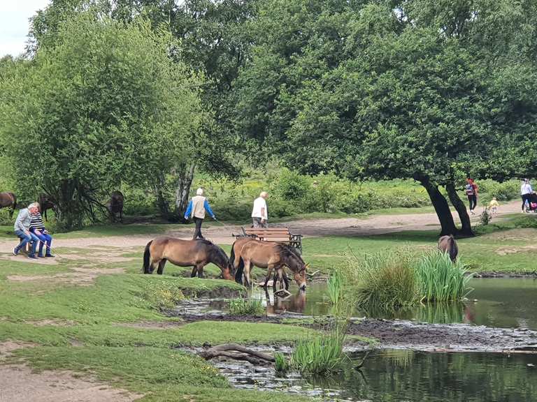 Sutton Park Routes for Walking and Hiking | Komoot